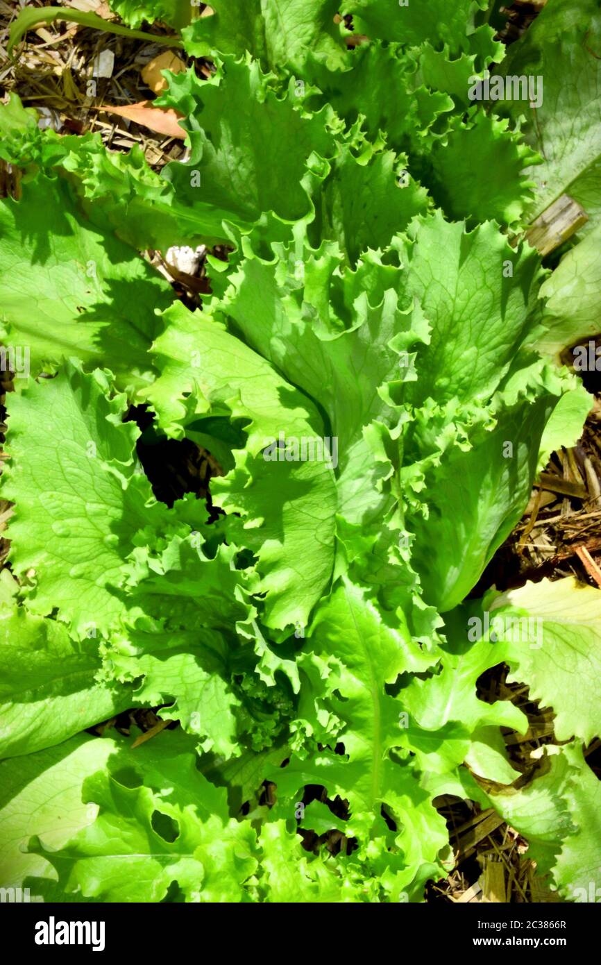 Iceberg lettuce growing in a domestic vegetable garden Stock Photo - Alamy