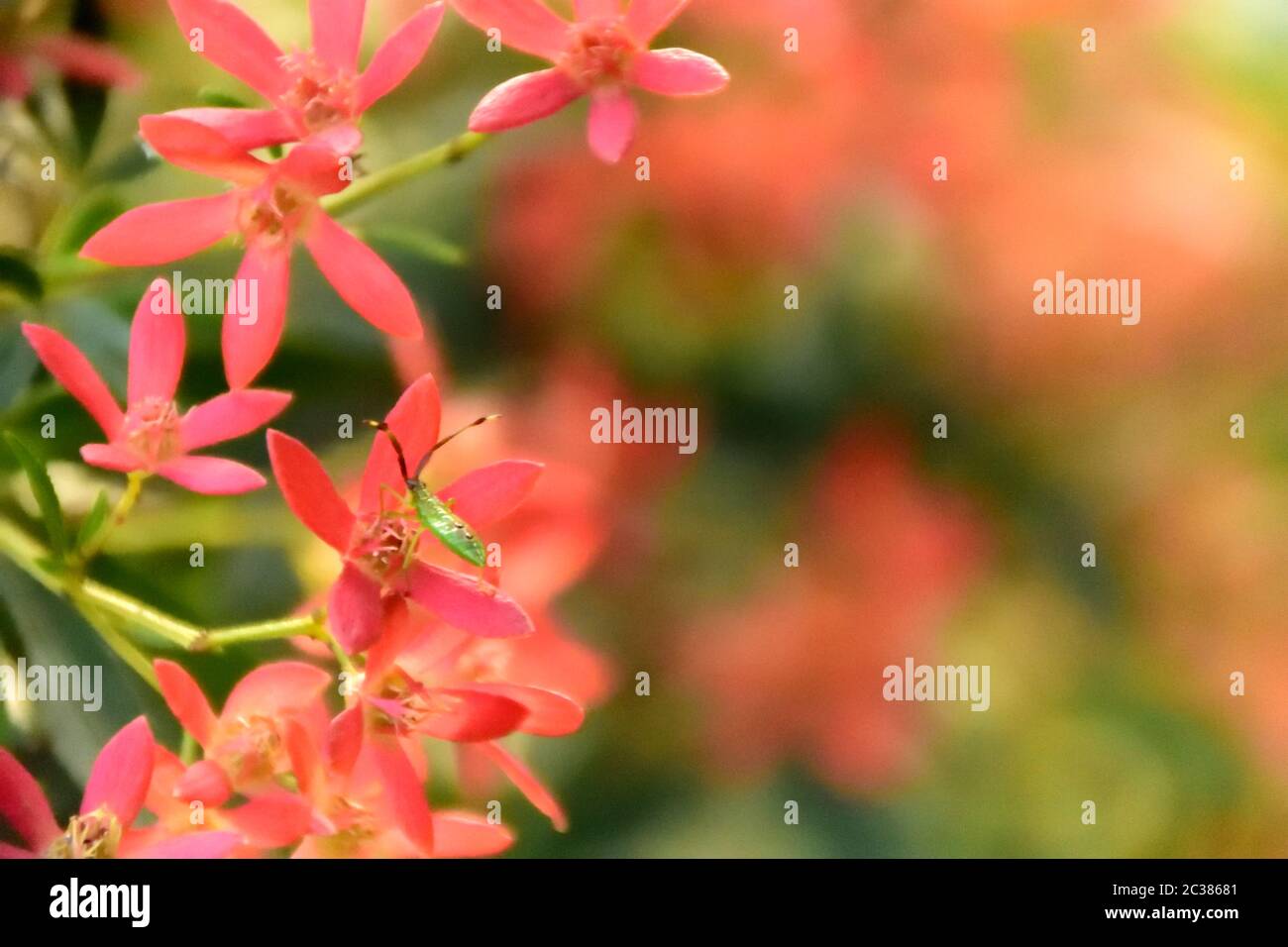 A tiny green stink bug sitting on a small pink flower Stock Photo - Alamy