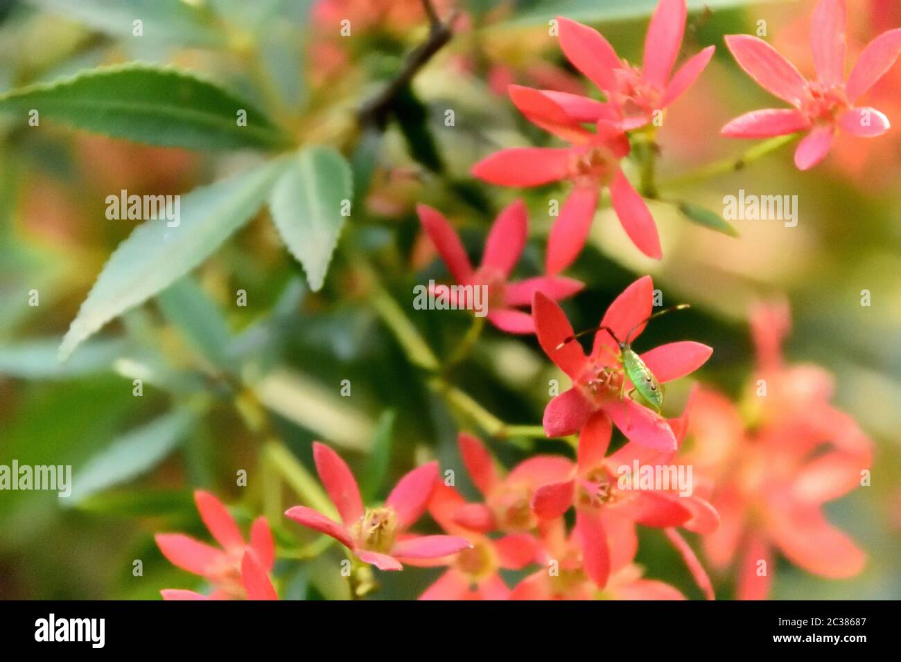 A tiny green stink bug sitting on a small pink flower Stock Photo - Alamy