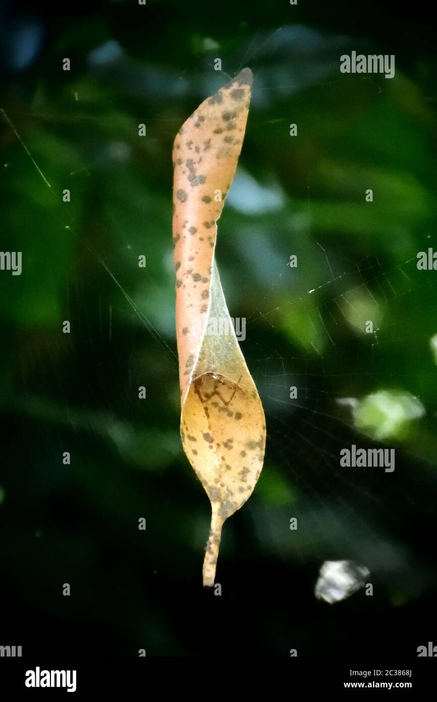 A small spider curled up inside a leaf Stock Photo - Alamy