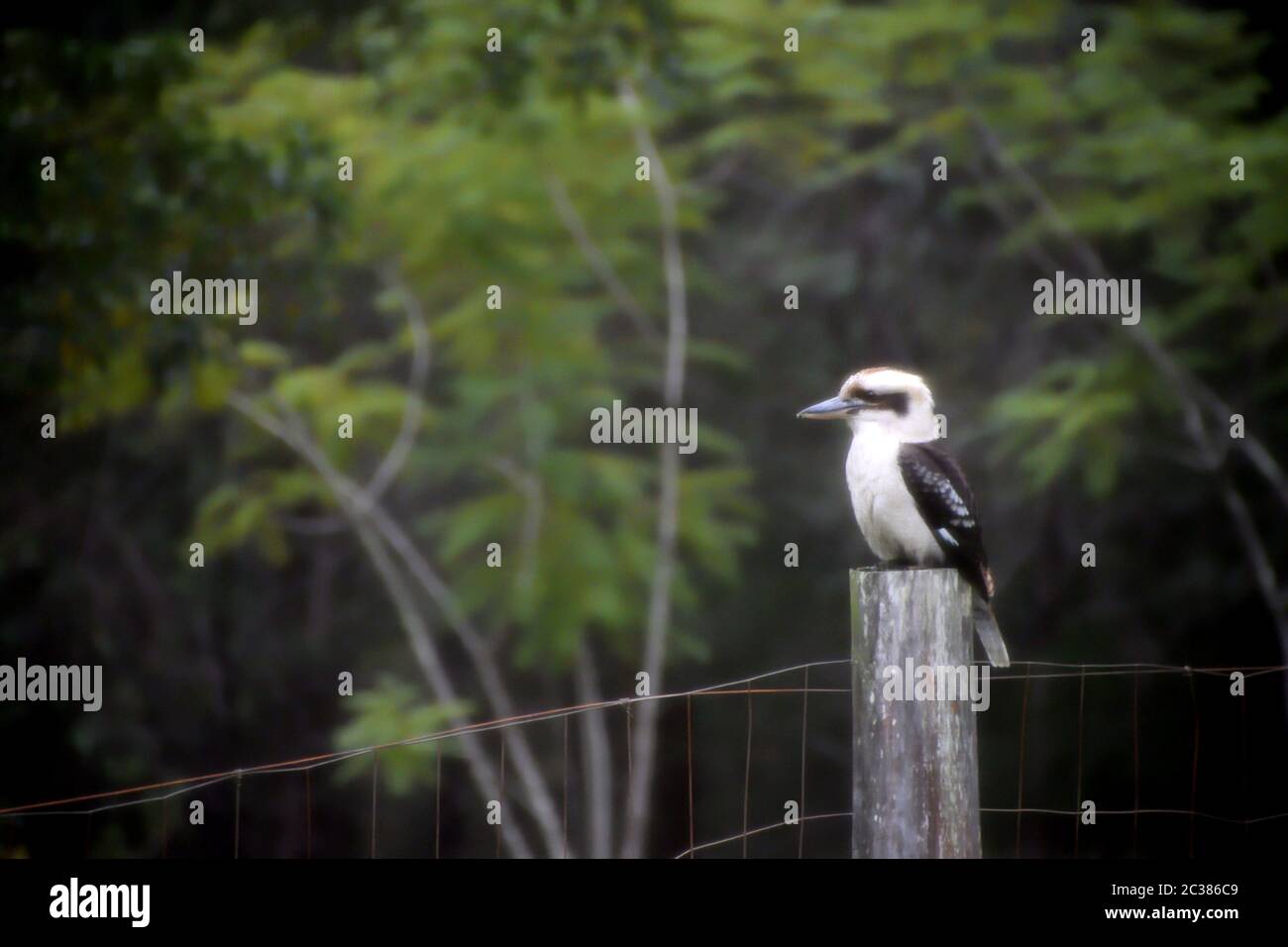 Kookaburra on a fence hi-res stock photography and images - Alamy