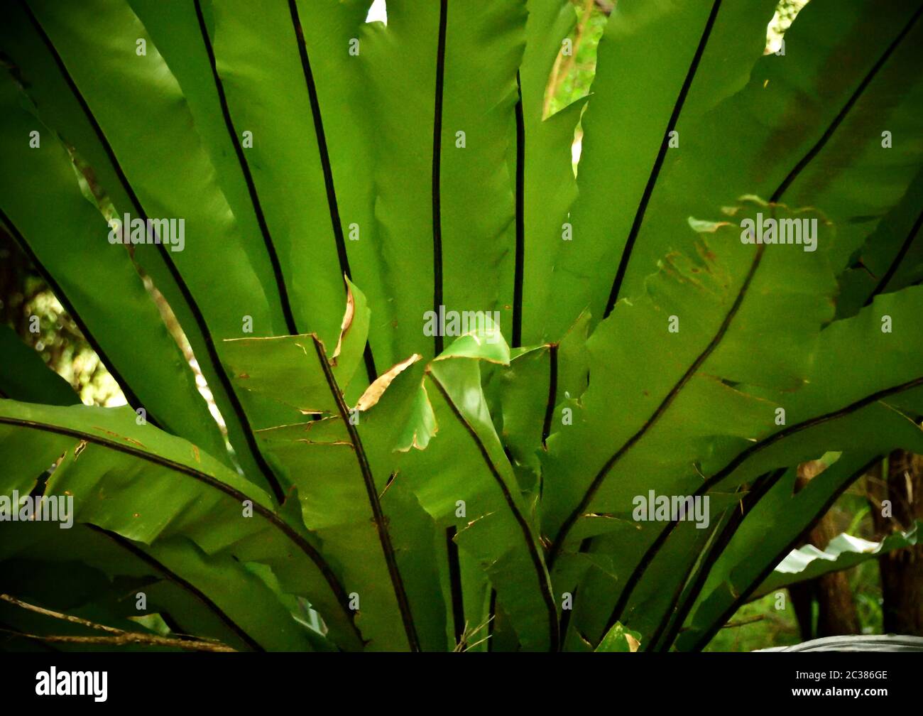 A large native Australian fern in daylight Stock Photo - Alamy