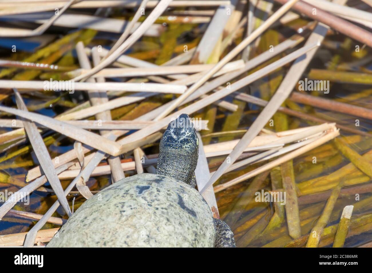 European pond turtle (Emys orbicularis Stock Photo - Alamy