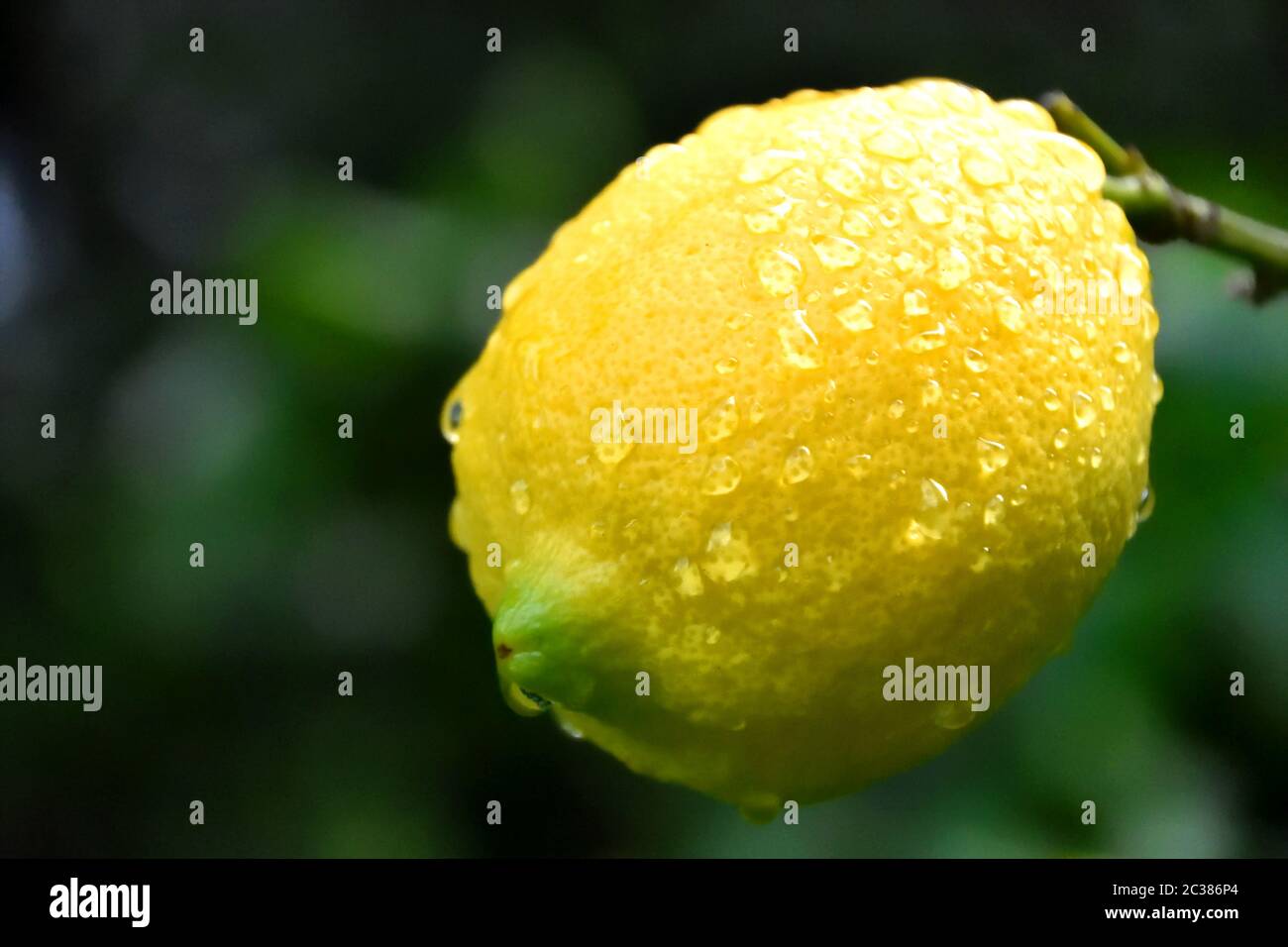 A wet lemon on a tree after a downpour Stock Photo - Alamy