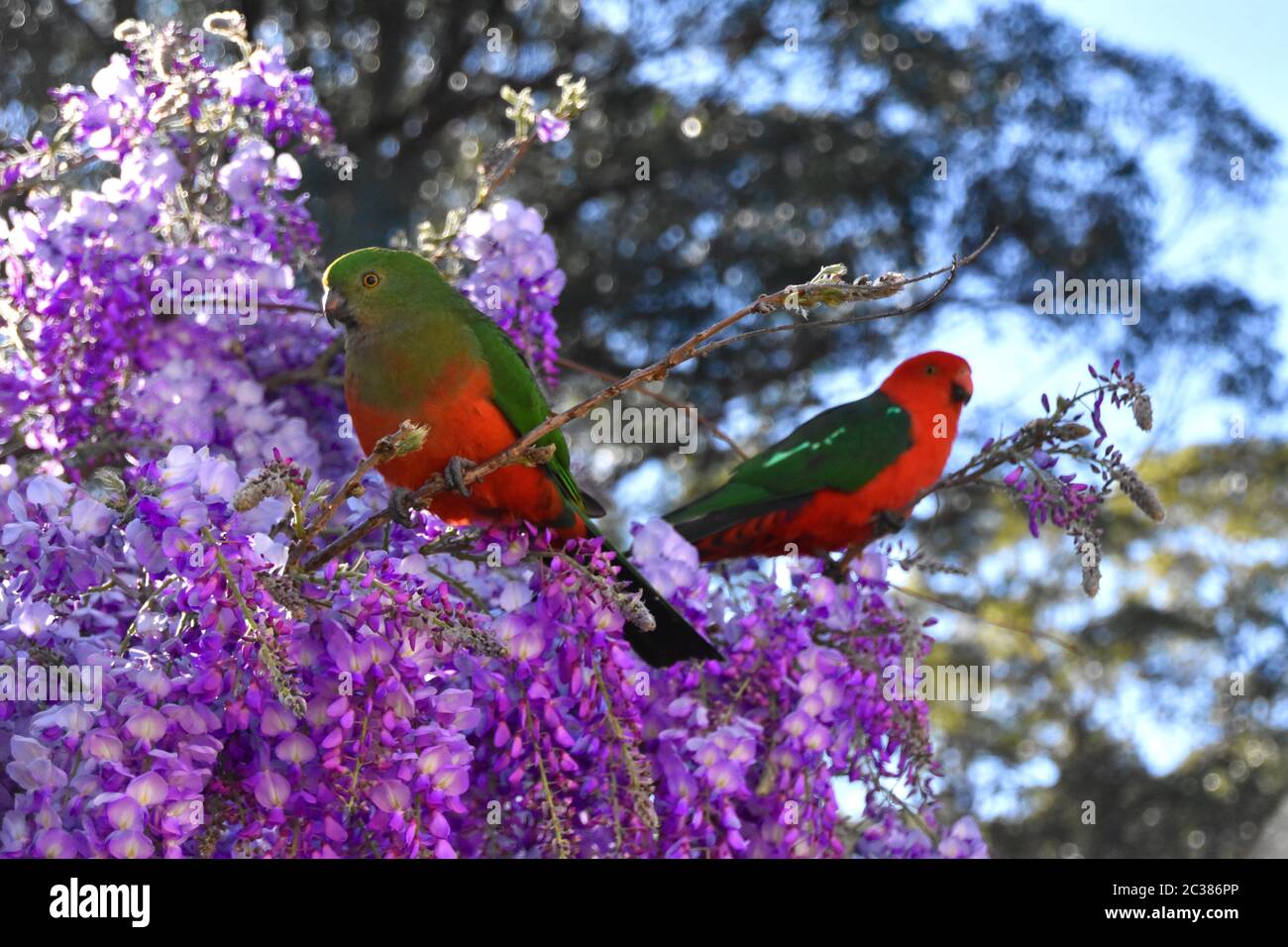 A male and female King Parrot sitting in a wisteria bush Stock Photo ...