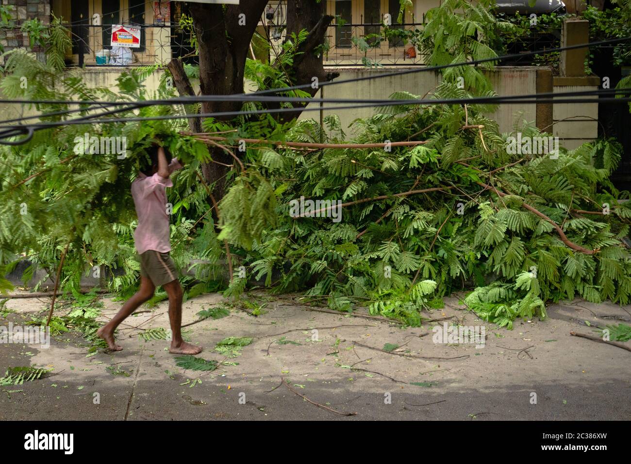 A worker carries branches of a tree that was trimmed to avoid falling ...