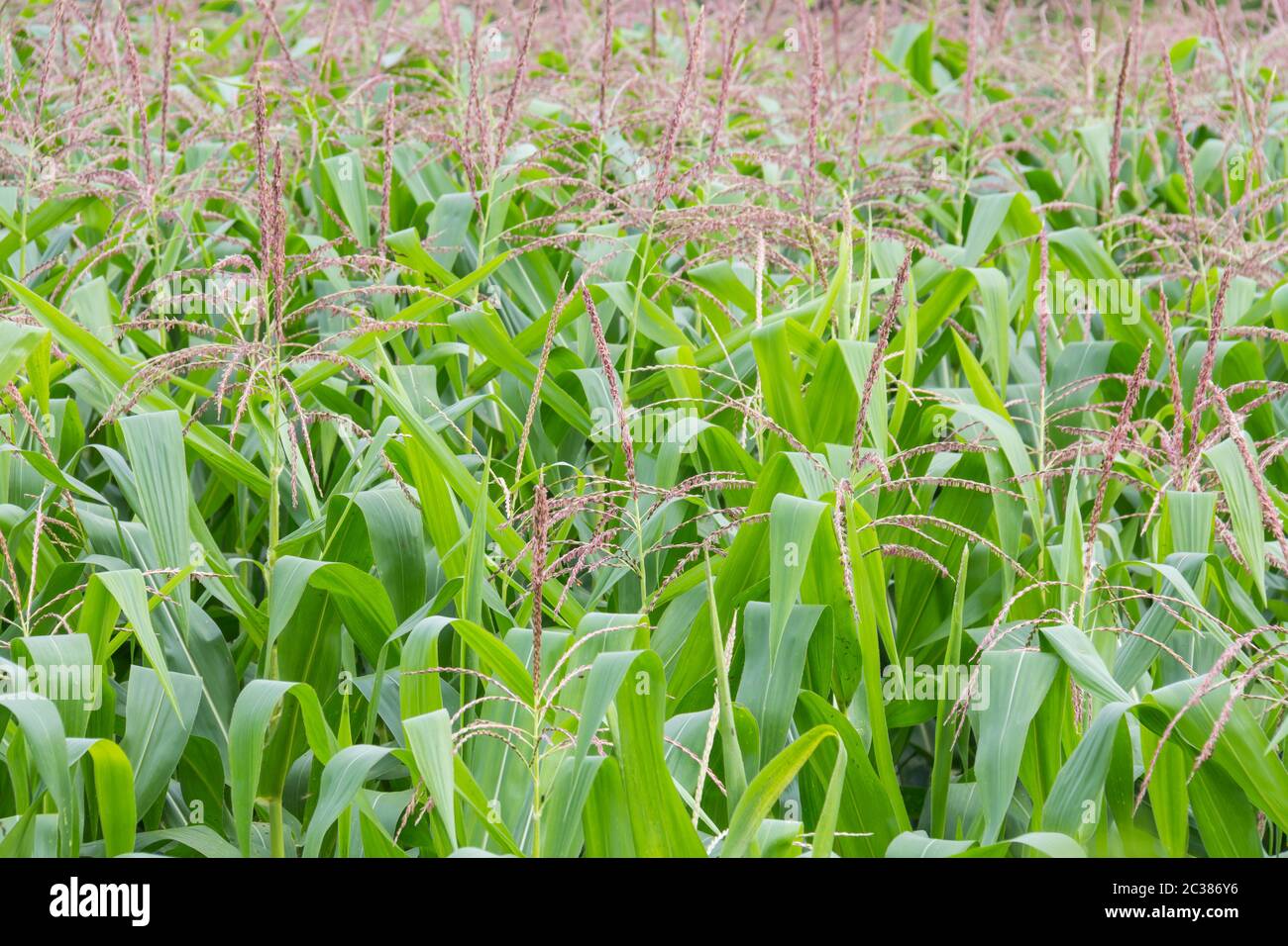 Corn flower in the garden Stock Photo - Alamy