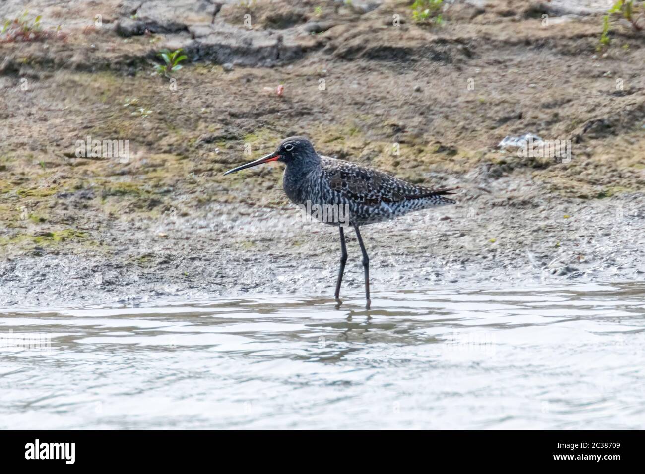 Spotted Redshank Wader Bird (Tringa erythropus Stock Photo - Alamy