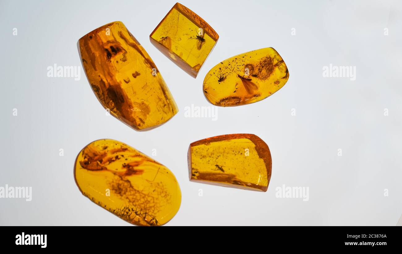 Amber stone. Authentic Baltic amber with prehistoric fossil insect ...