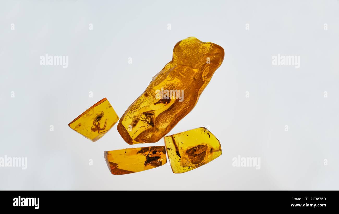 Amber stone. Authentic Baltic amber with prehistoric fossil insect ...