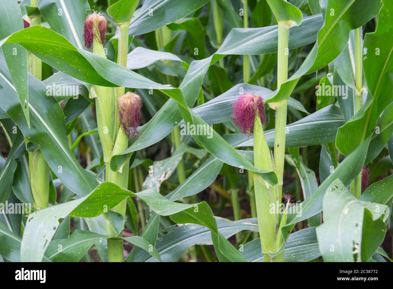 Corn in the garden hi-res stock photography and images - Alamy