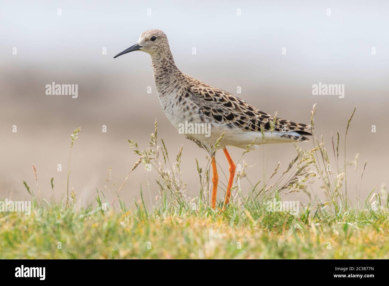 Ruff High Resolution Stock Photography and Images - Alamy