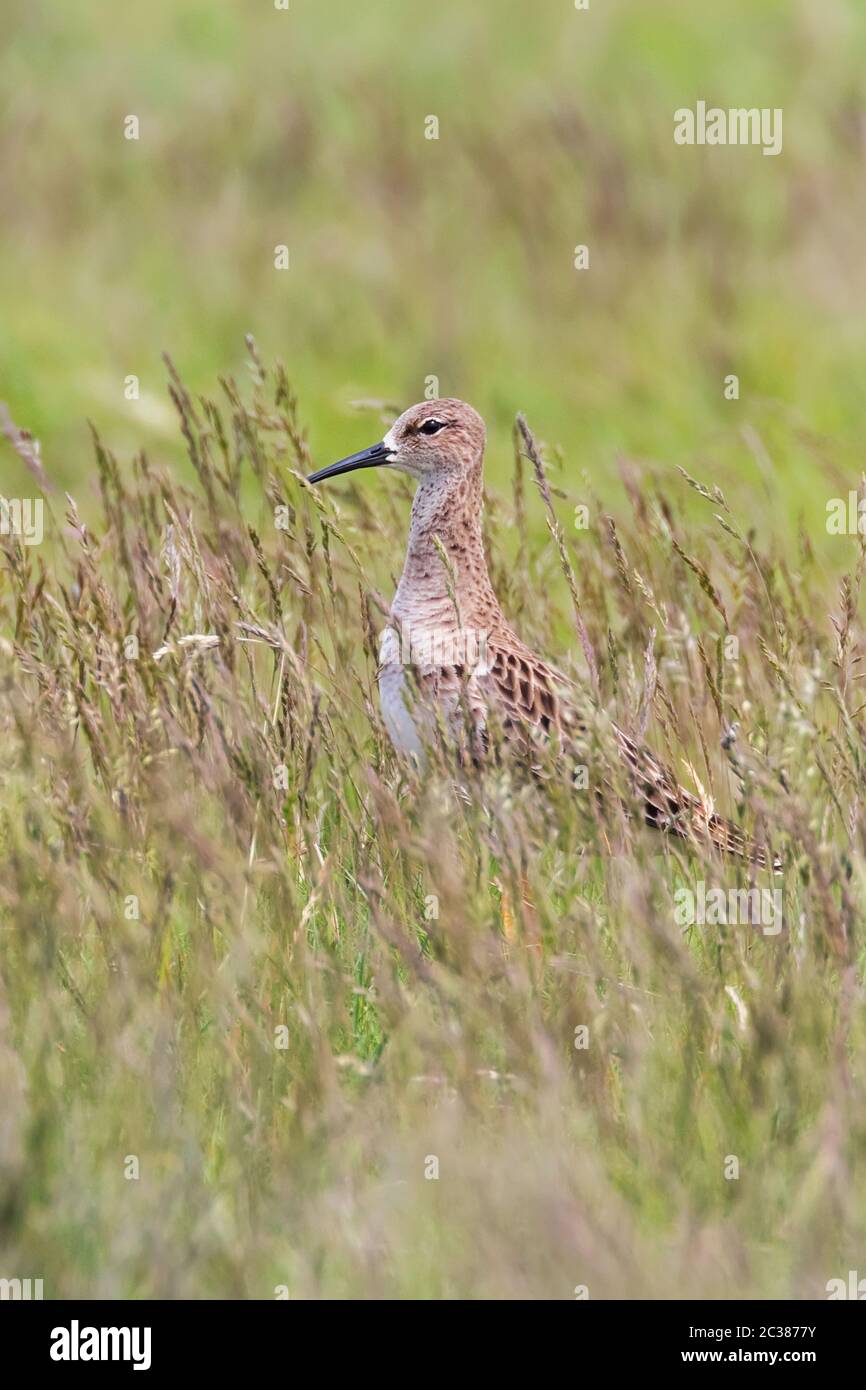 Ruff Bird on Grassland (Philomachus pugnax) Ruff Wader Bird Stock Photo ...