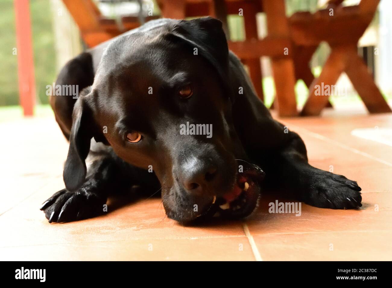 Black dog holding tennis hi-res stock photography and images - Alamy