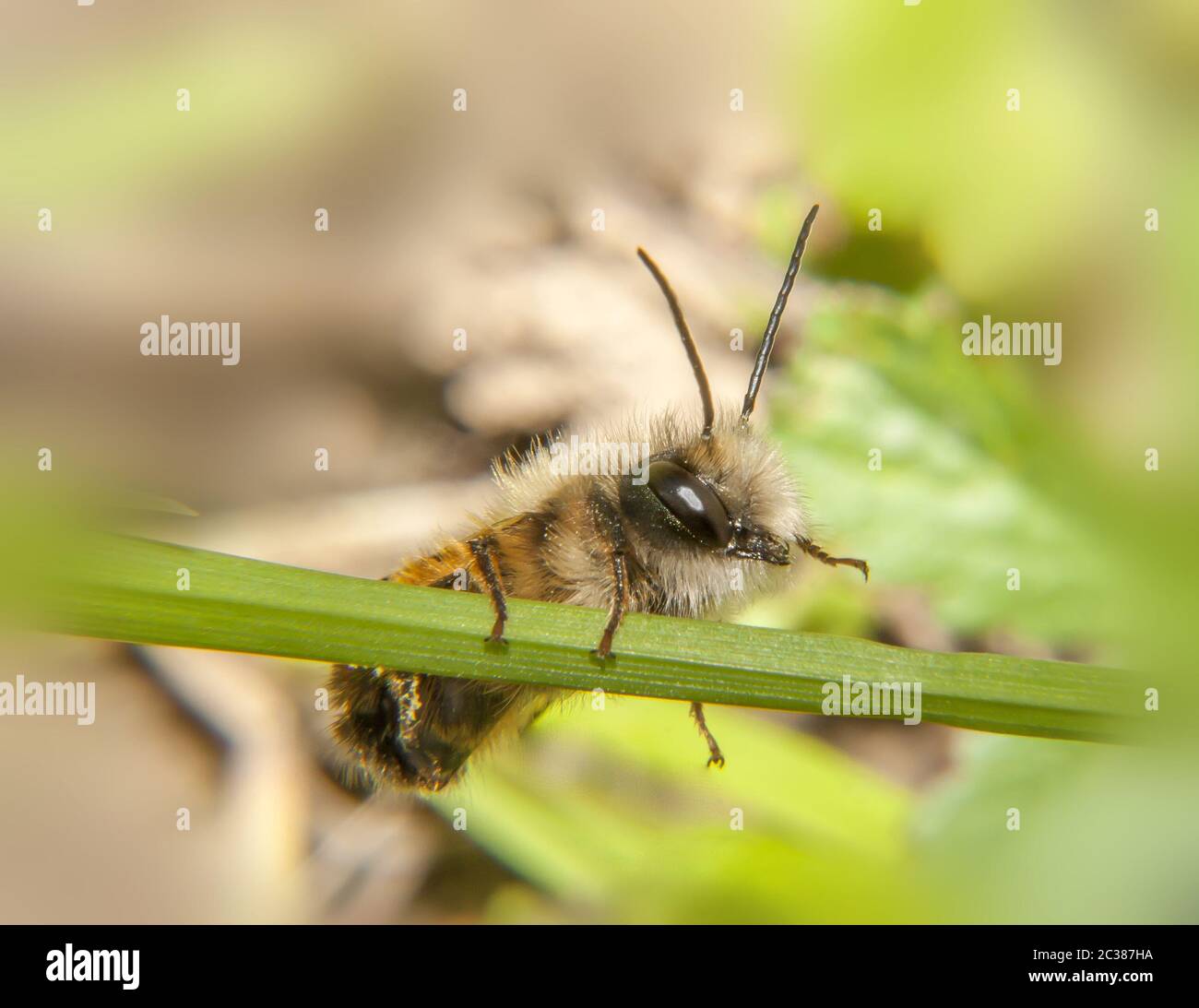 Red mason bee 'Osmia rufa' Stock Photo - Alamy