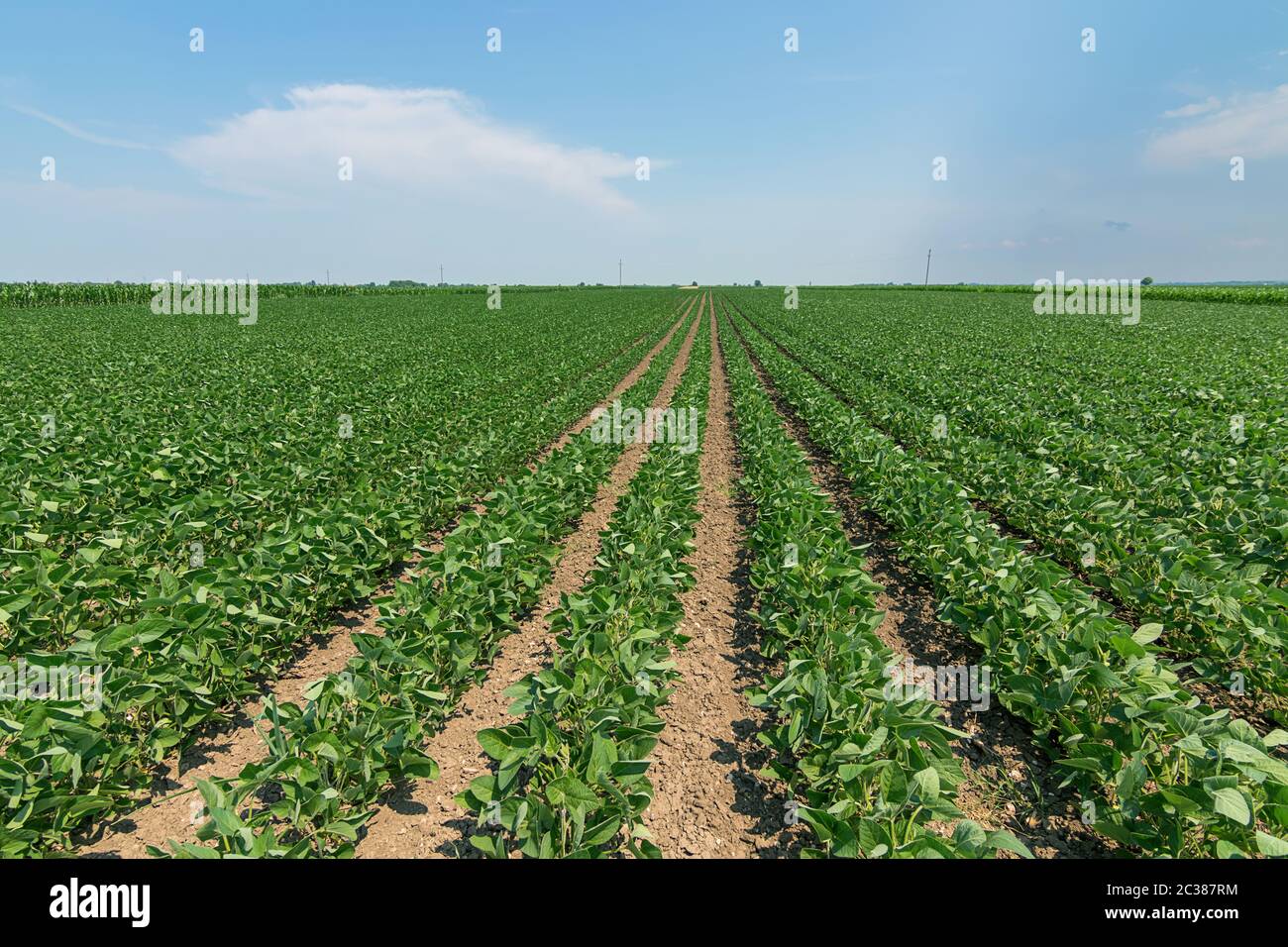 Young soybean crop usa hi-res stock photography and images - Alamy