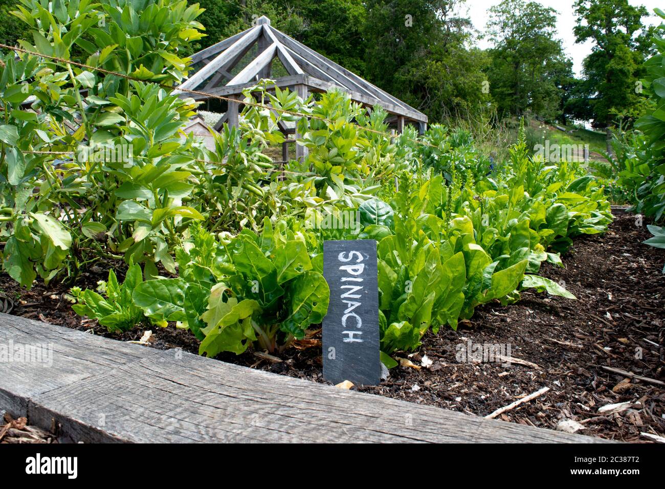 Close up of spinach growing in garden hi-res stock photography and ...