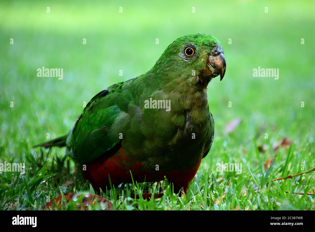 Female australian king parrot hi-res stock photography and images - Alamy