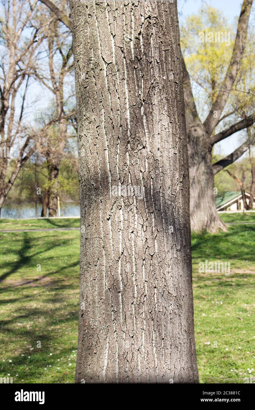 Tree trunk in the woods Stock Photo - Alamy