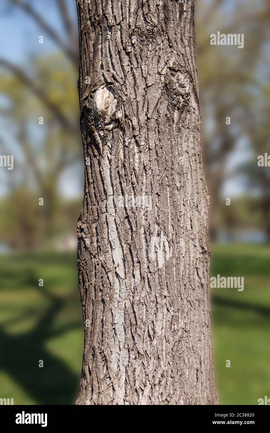 Tree trunk in the woods Stock Photo - Alamy