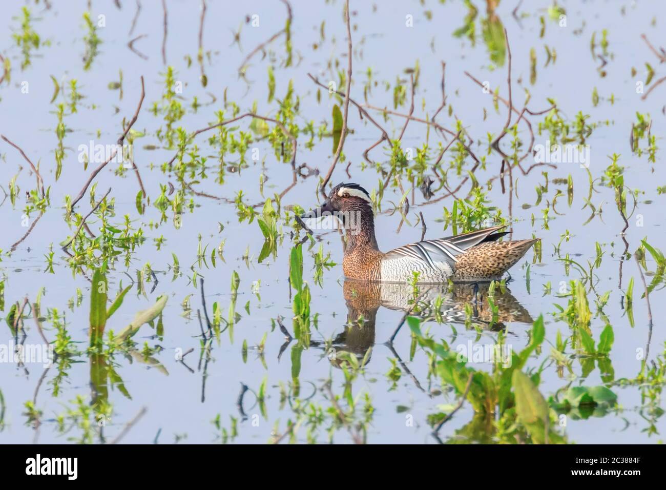 Garganey Duck on Water (Anas querquedula) Garganey Male Wildlife Stock ...