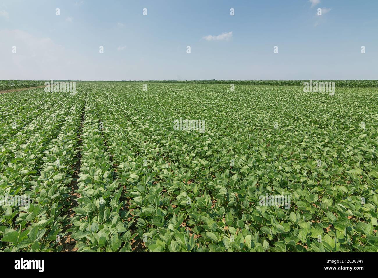 Monoculture fields soy plantation hi-res stock photography and images ...