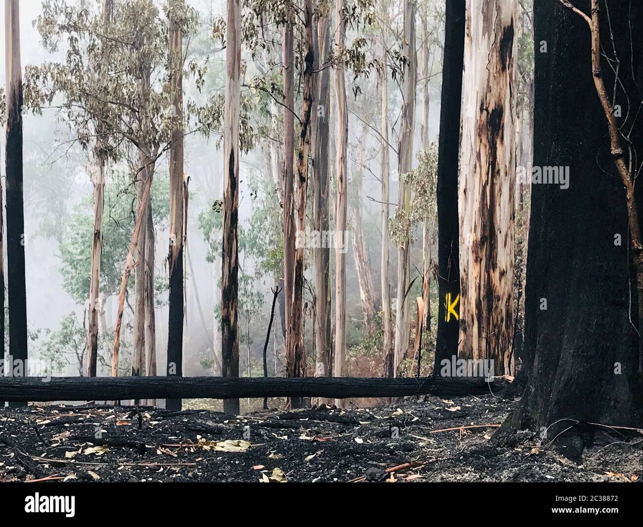Australian outback post-bushfire with a yellow K on a tree, meaning ...