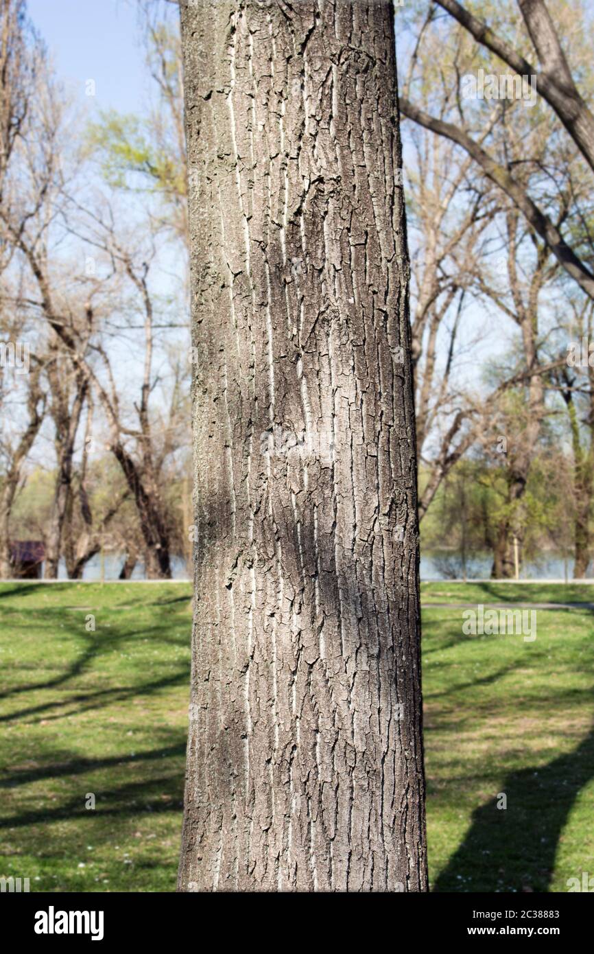 Tree trunk in the woods Stock Photo - Alamy