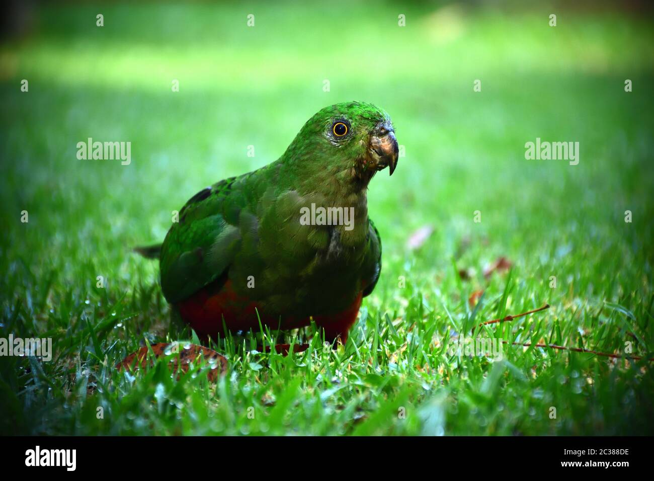 A female King Parrot standing on green grass Stock Photo - Alamy