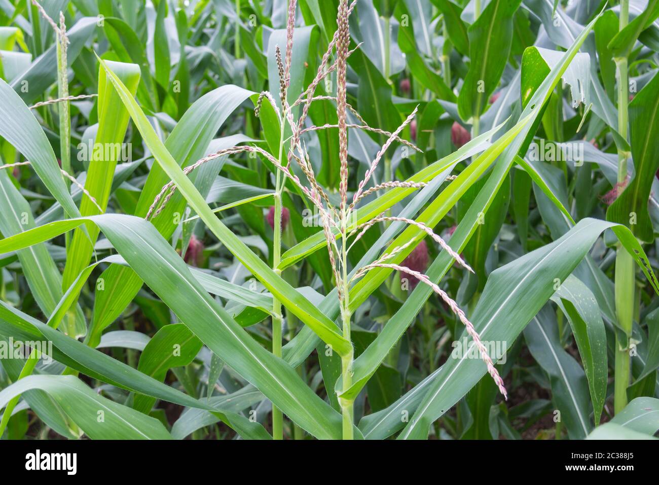 Corn flower in the garden Stock Photo - Alamy