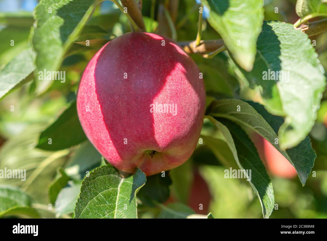 Red Apple on The Tree, Apple Tree Stock Photo - Alamy