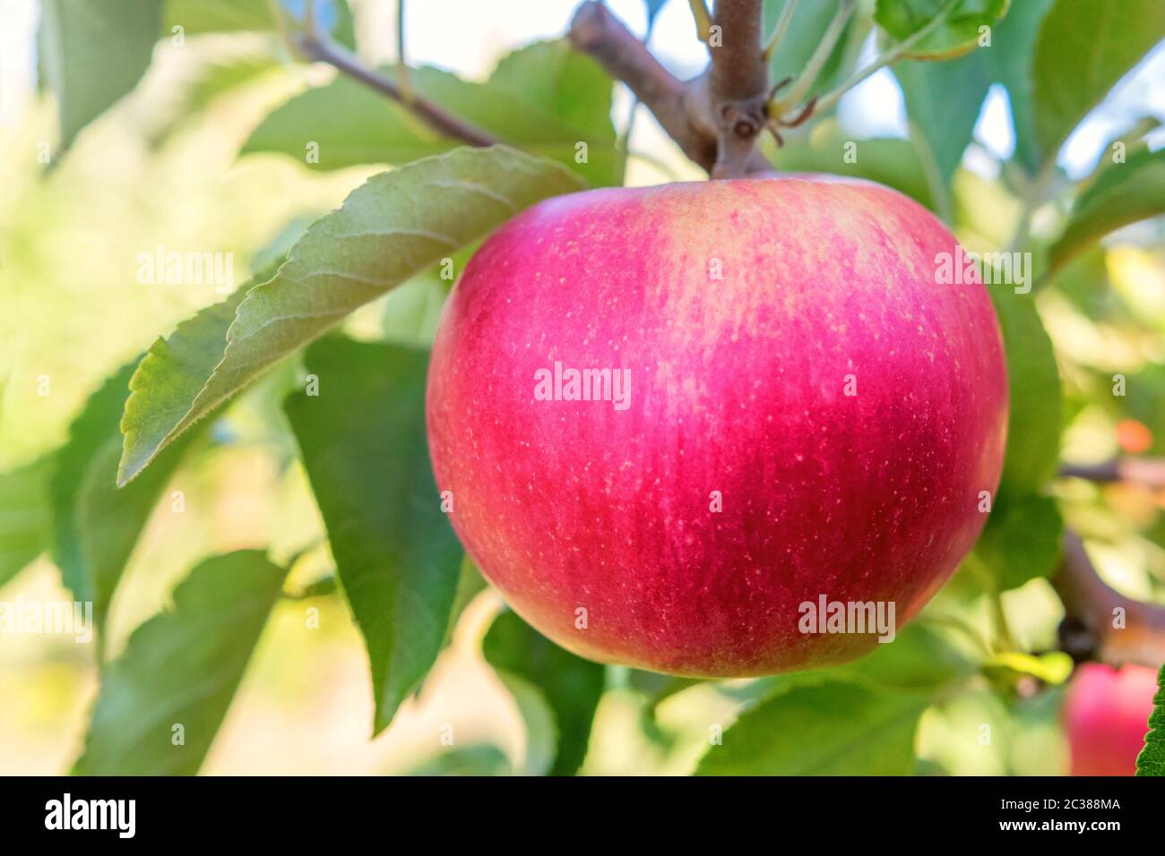 Red Apple on The Tree, Apple Tree Stock Photo - Alamy
