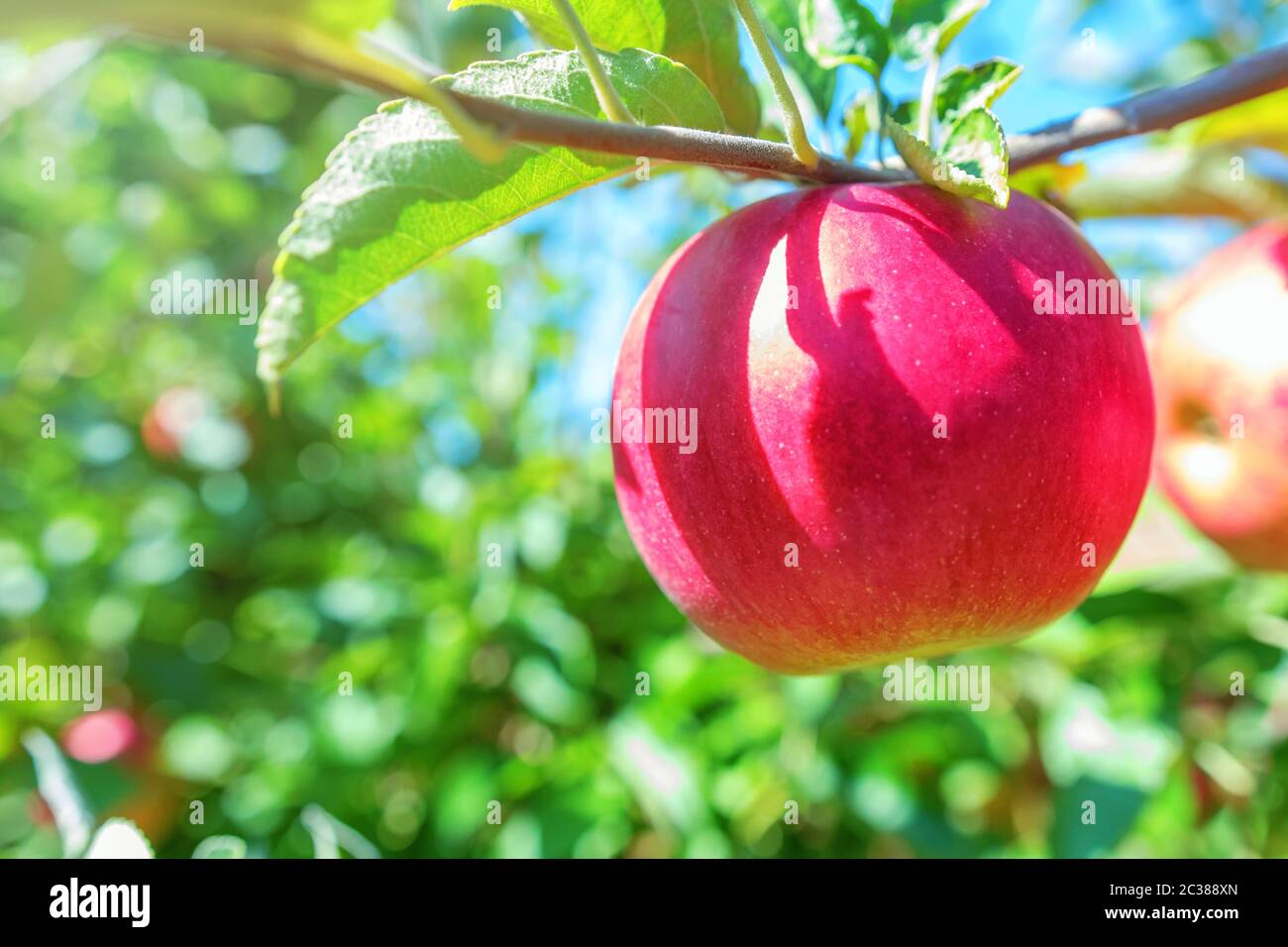 Red Apple on The Tree, Apple Tree Stock Photo - Alamy