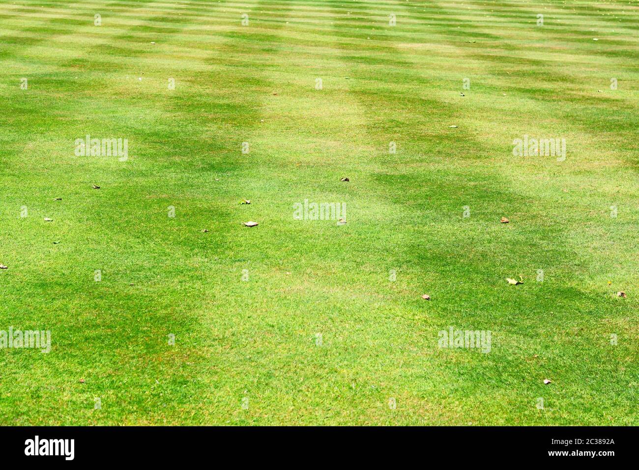 Cultivated and cutted green grass soccer field Stock Photo - Alamy