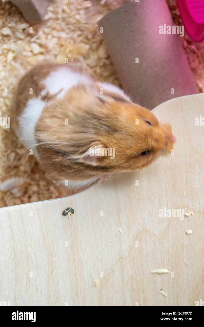 Syria hamster hi-res stock photography and images - Alamy