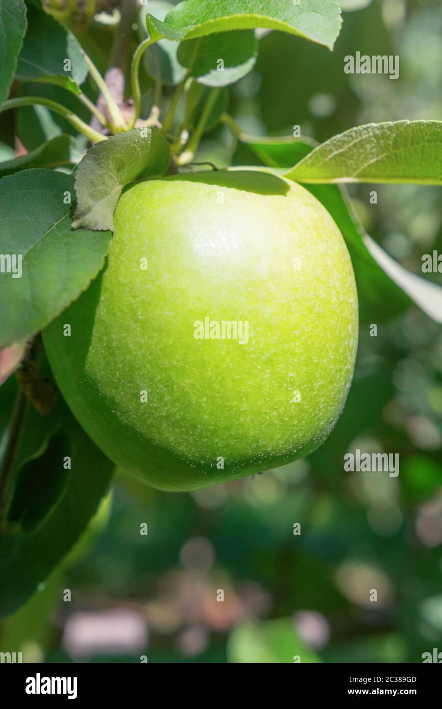 Green Apple on The Tree, Apple Tree Stock Photo - Alamy