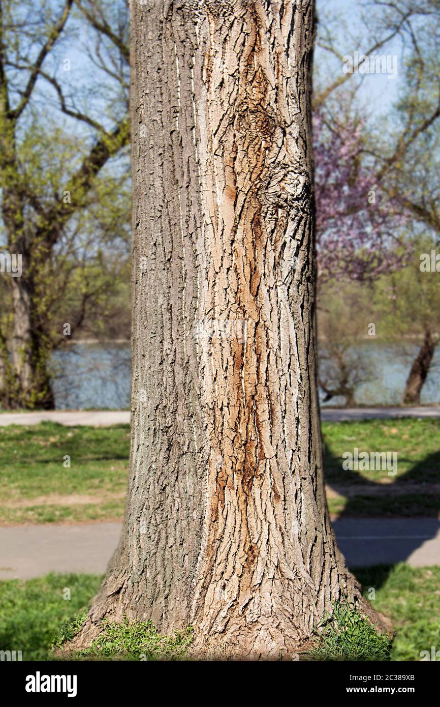 Tree trunk in the woods Stock Photo - Alamy