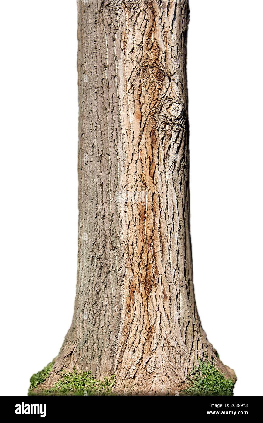Tree Trunk Isolated On White Background Stock Photo - Alamy