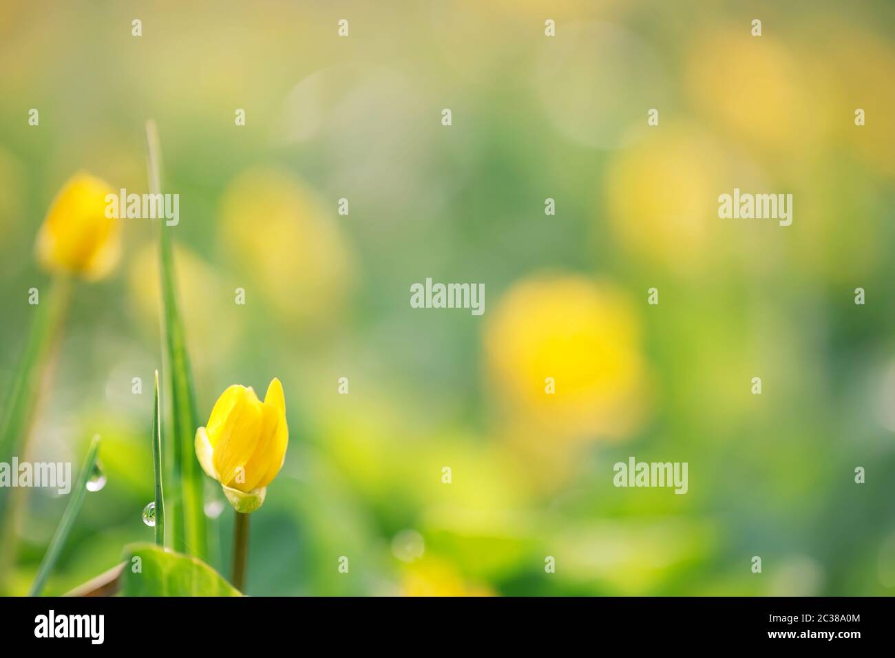 Background with yellow flower and drops of dew on the grass Stock Photo ...