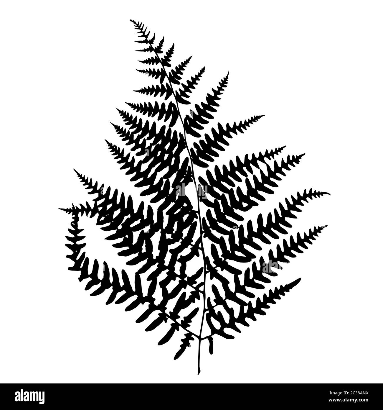 Hawaiian Fern Silhouette