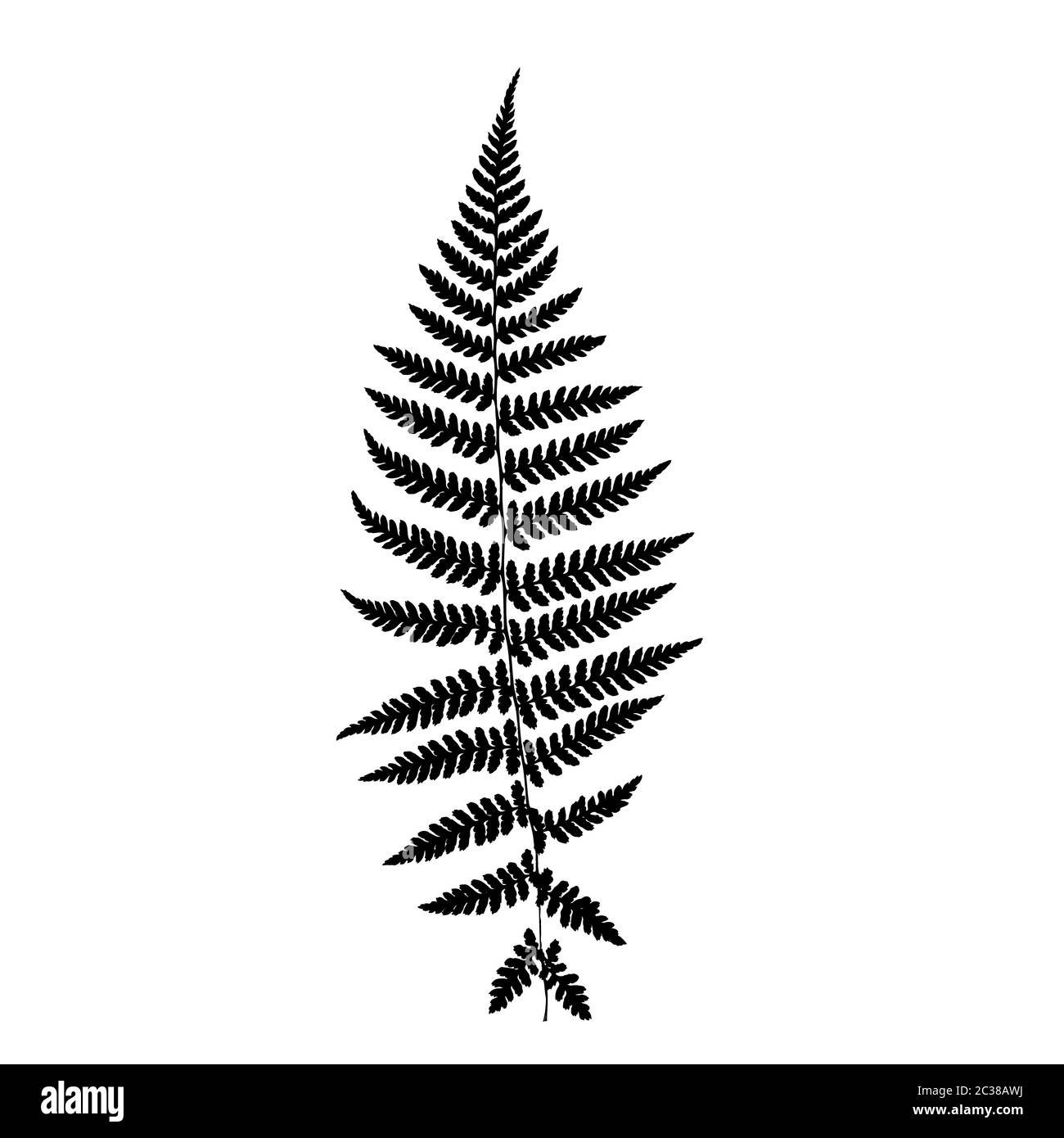 Fern leaf silhouette. Vector illustration Stock Photo - Alamy