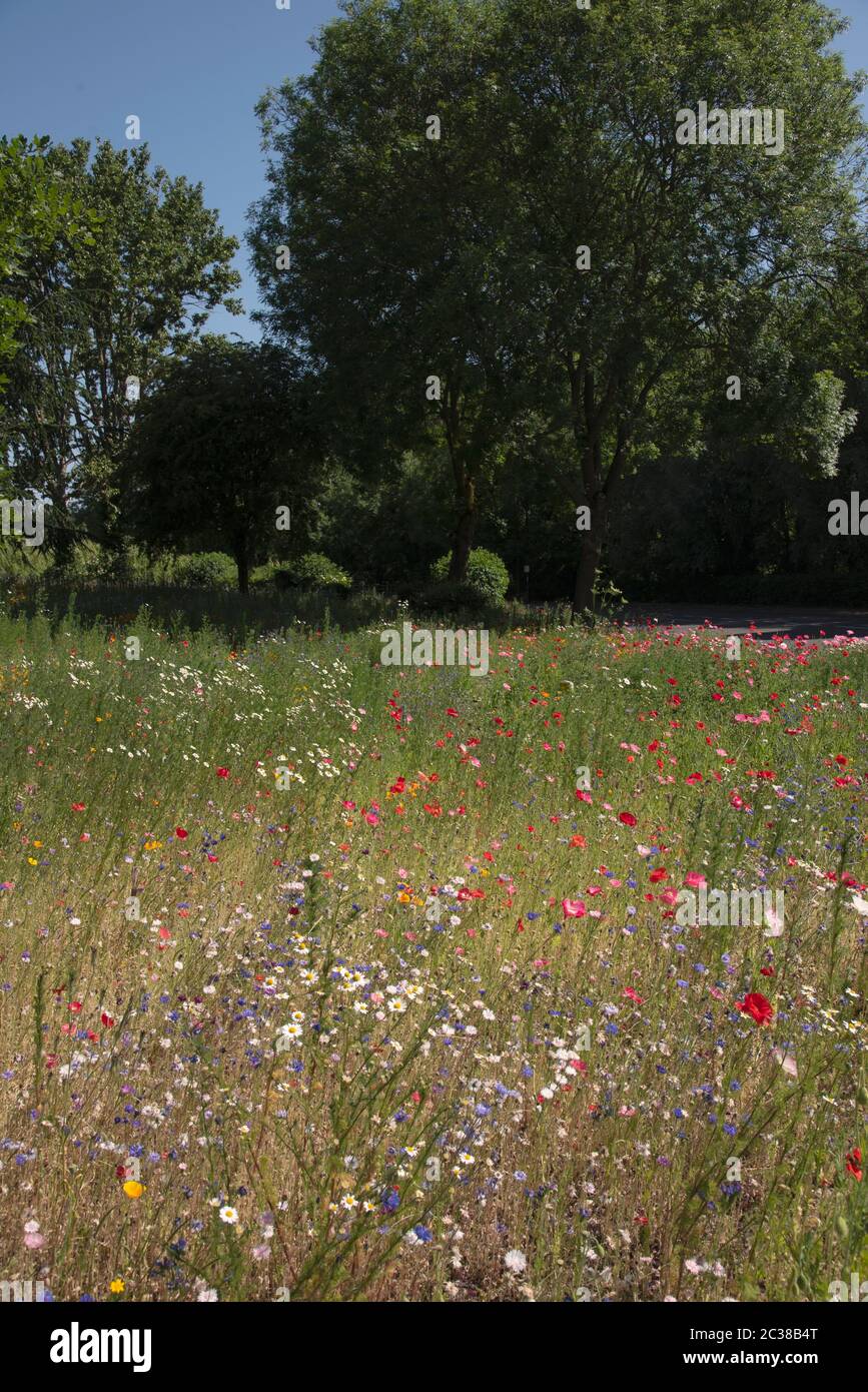 Traffic Island planted with wild flowers in Coventry junction of A4600 ...