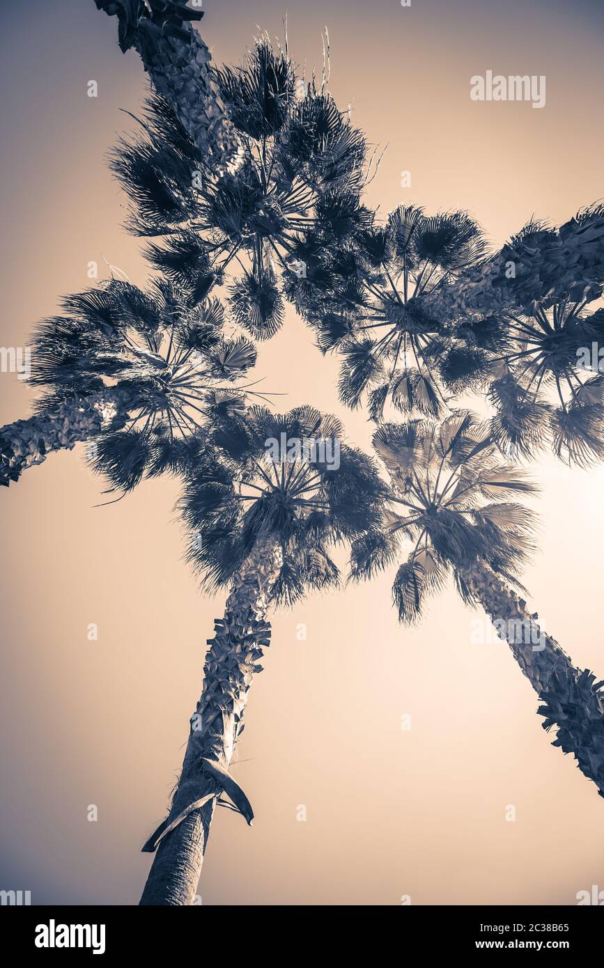 Coconut palm trees bottom view hi-res stock photography and images - Alamy