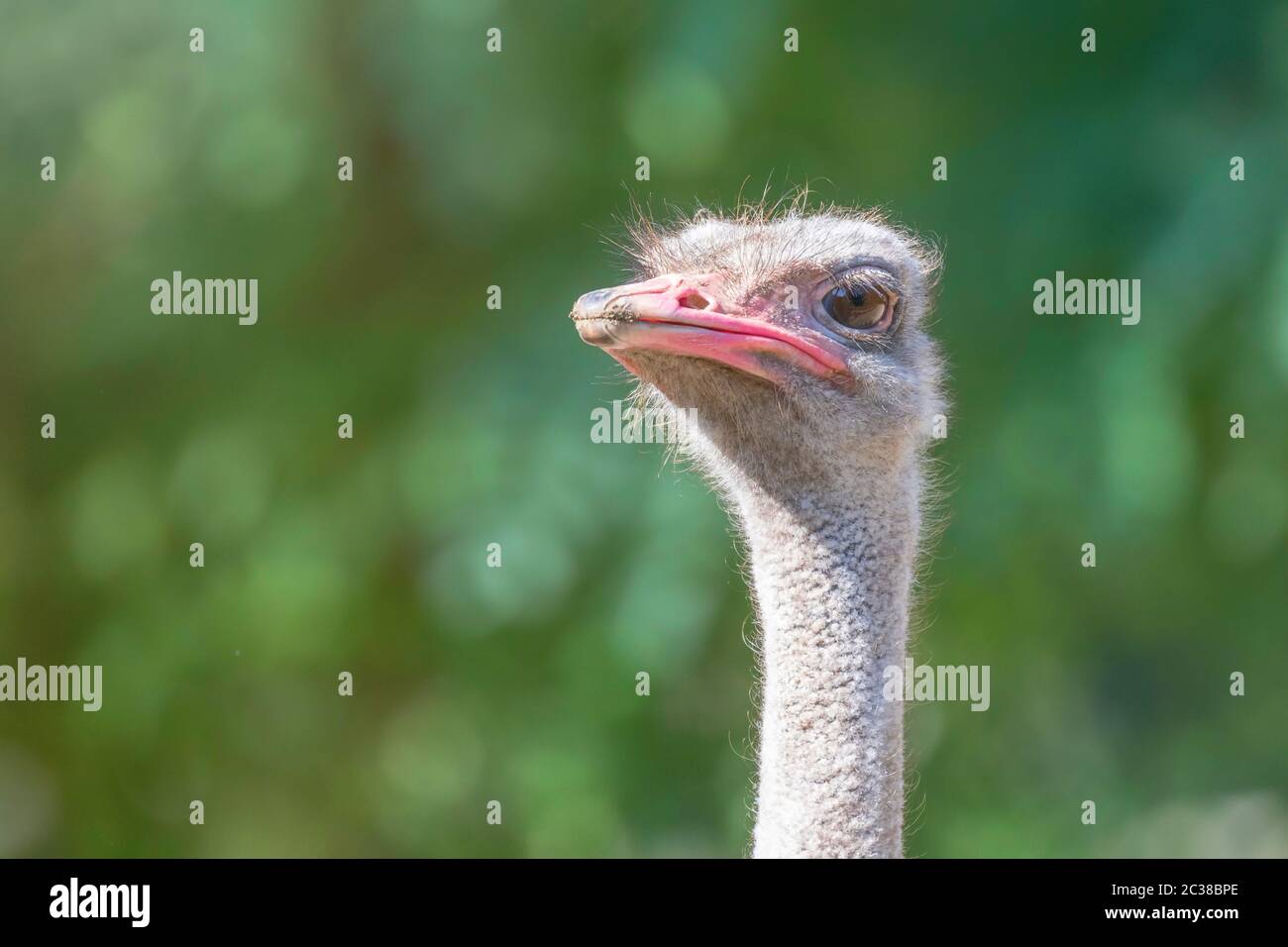 Ostrich Close up portrait, (Struthio camelus) Close up Ostrich Head ...