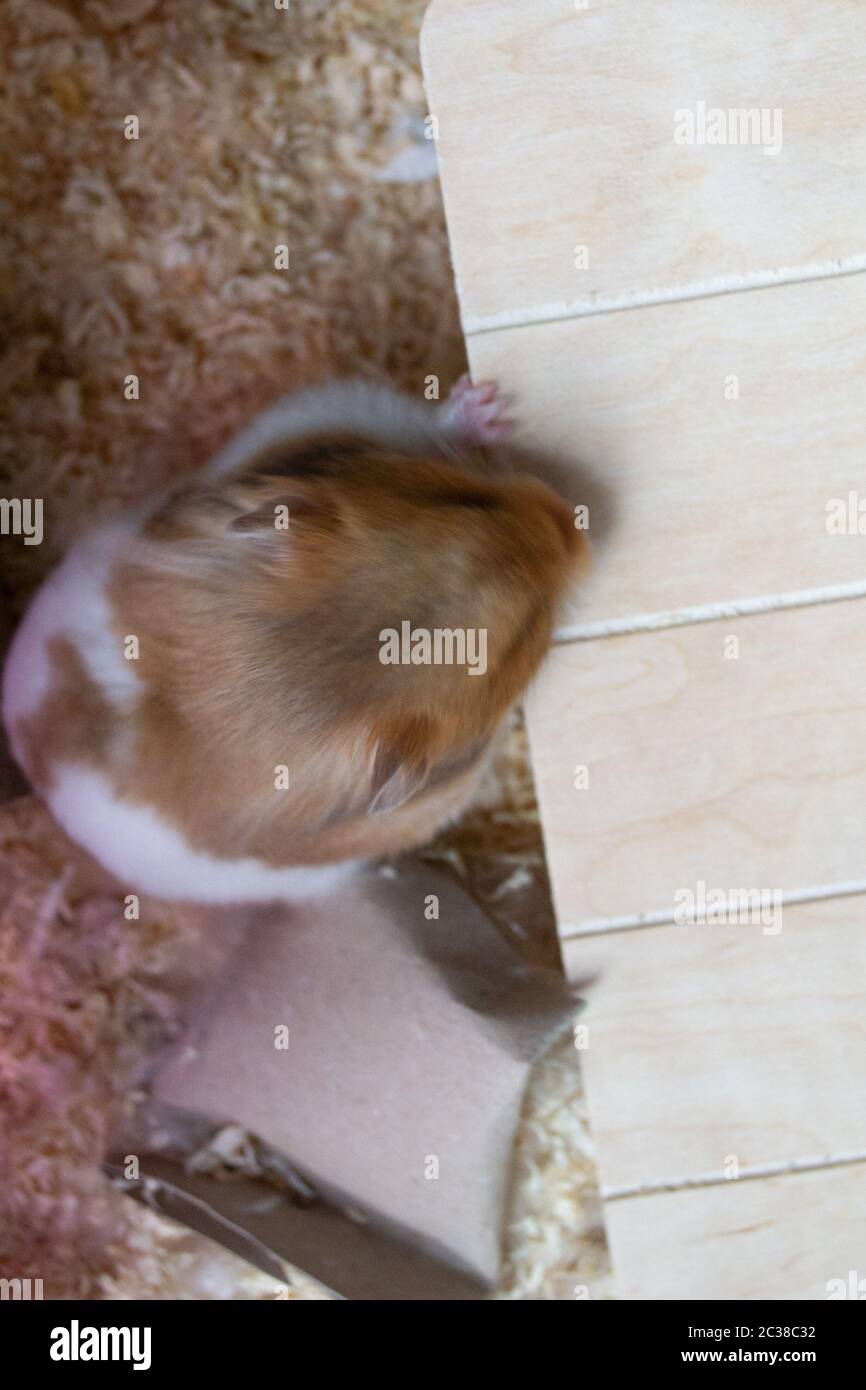 Syria hamster hi-res stock photography and images - Alamy