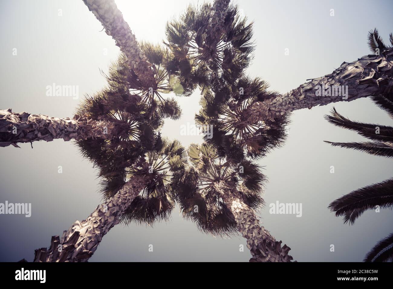 Bottom view on palm trees hi-res stock photography and images - Alamy