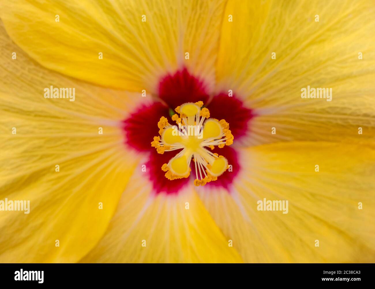 full frame yellow and red Hibiscus flower closeup Stock Photo - Alamy