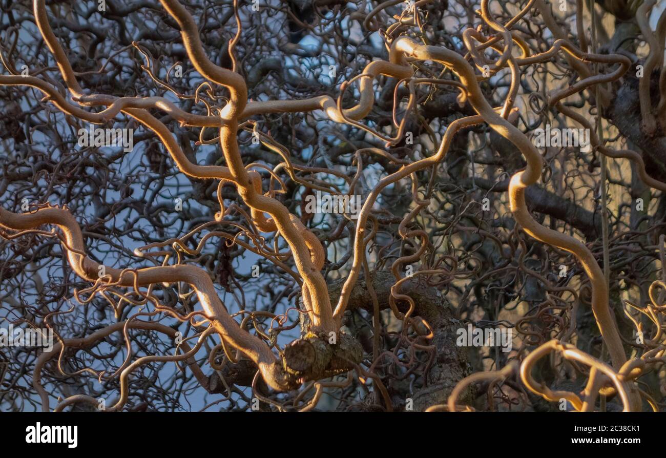 lots of screwed hazel twigs full frame background Stock Photo - Alamy