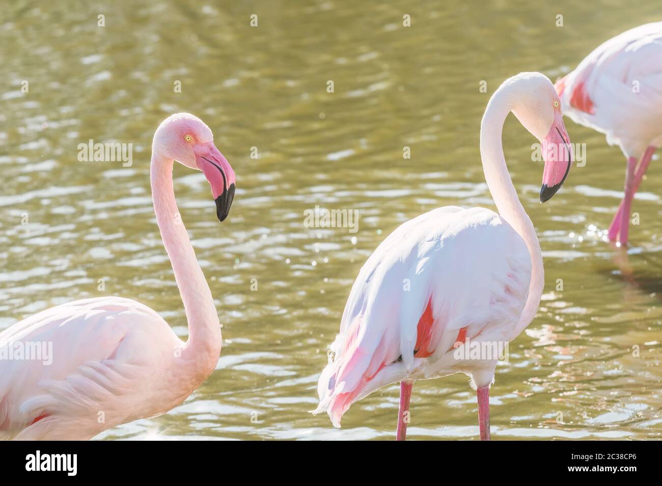 Two pink flamingos walking hi-res stock photography and images - Alamy
