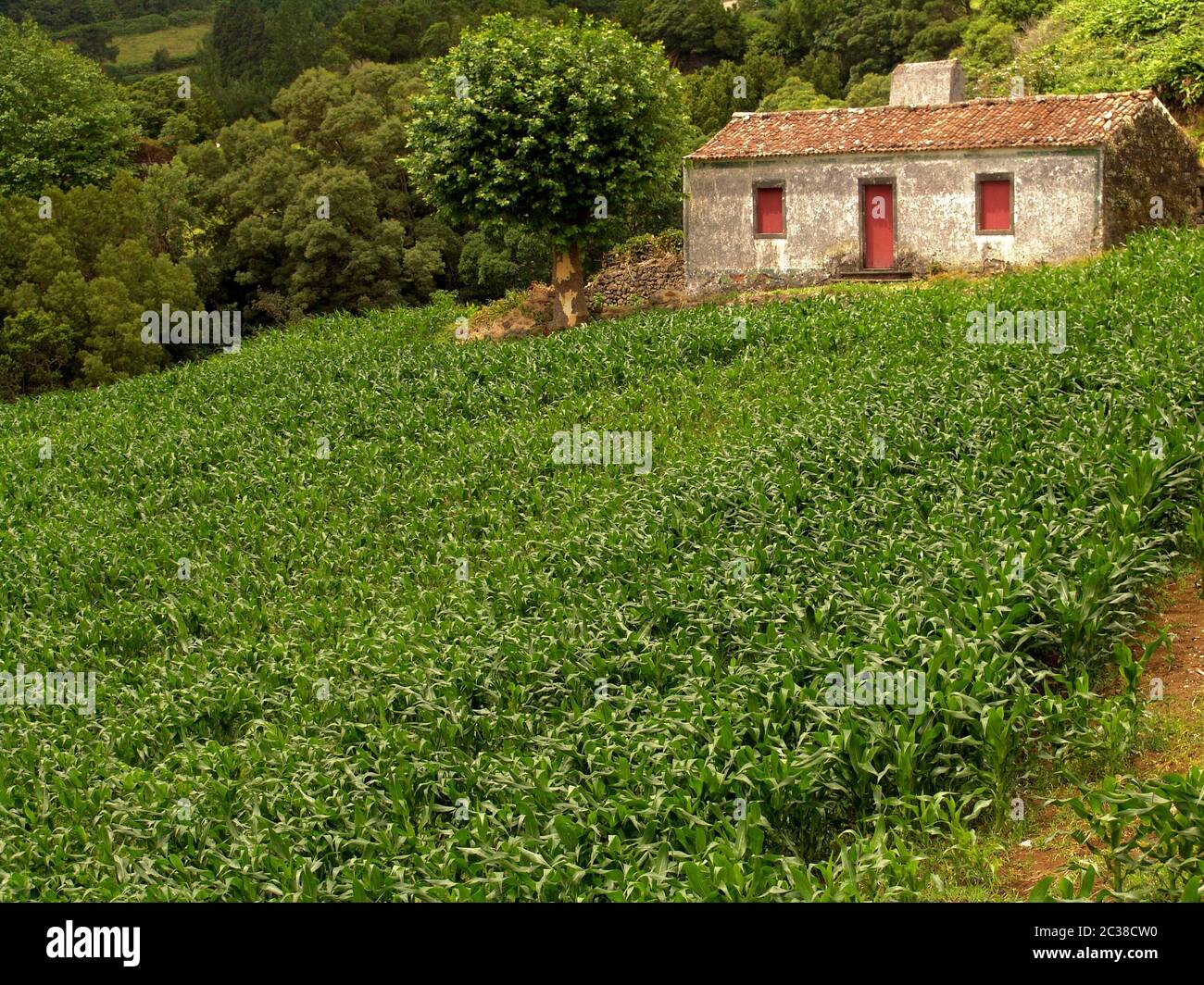 farm house with a field of corn in azores Stock Photo - Alamy
